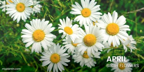 Plant Blog - Grow Plants & Knowledge With MyPlantIn.com