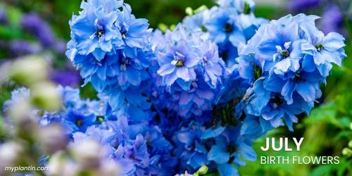 March Birth Flower: Daffodil & Jonquil (Birthday Month Flowers Guide)