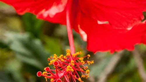 National Flower of Puerto Rico — Flor de Maga’s (Meaning, Uses, Facts)
