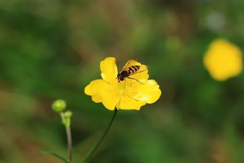 15+ Wasp Repellent Plants (Garden tips to Keep Bees Away From the Yard)