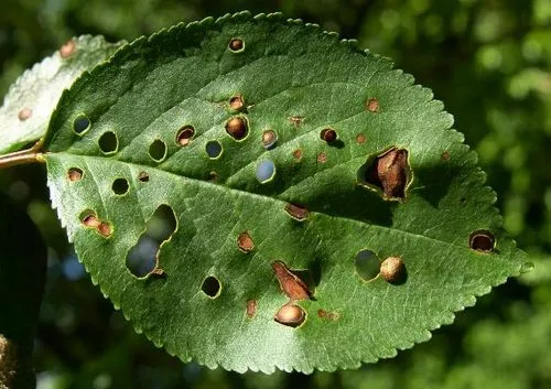 Plant Disease Identifier Image Detection ID Control Tips PlantIn Plant Disease Identifier Image Detection ID Control Tips PlantIn
