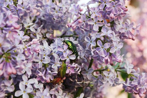 15+ in & Outdoor Plants That Repel Spiders Naturally (Tips on Keep Away)