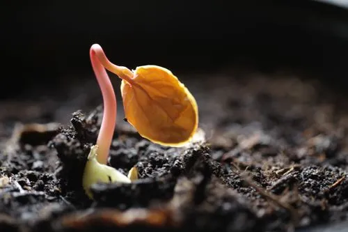 Heat Stress in Plants 101: Signs, How to Identify, Prevent & Recover