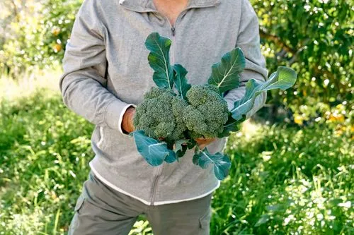 10+ Best Broccoli Companion Plants & Companions to Avoid (Full Guide)