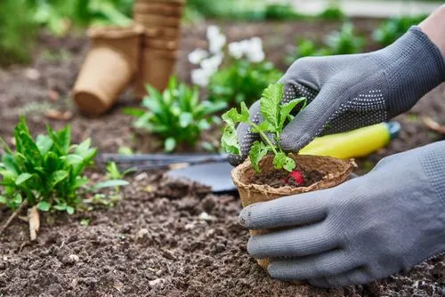Potting Soil vs. Potting Mix — The Difference, Pros & Cons, How to Choose