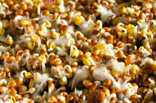 How to Germinate Seeds Quickly: Tips to Start Seedling Sprouting Faster