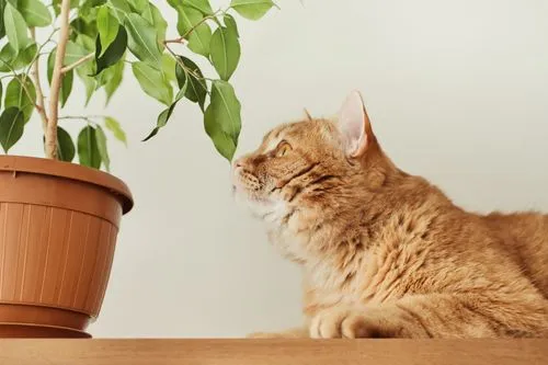 10+ Top Cat Repellent Plants to Keep Cats Out of Garden & Houseplants