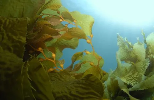 Ocean Plants: Amazing Marine Gardens Found Underwater