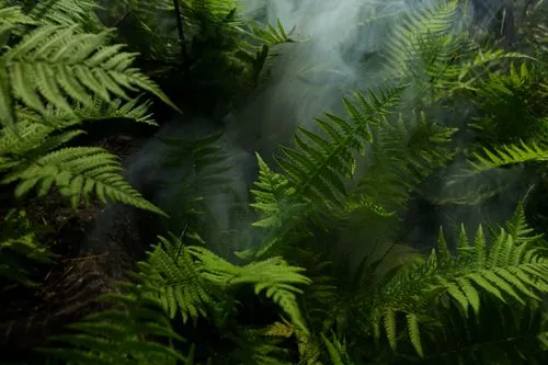 25+ Unexplained Mysteries of the Amazon Rainforest Baffling Scientists