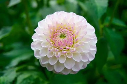 "Dahlia", the National Flower of Mexico: History, Symbolism, Growing