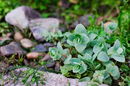 25+ All-Year-Round Plants To Enjoy Throughout Every Season (In- & Outdoor)