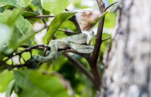 10+ Plants That Repel Snakes - Top Ways to Keep Reptiles Away Naturally