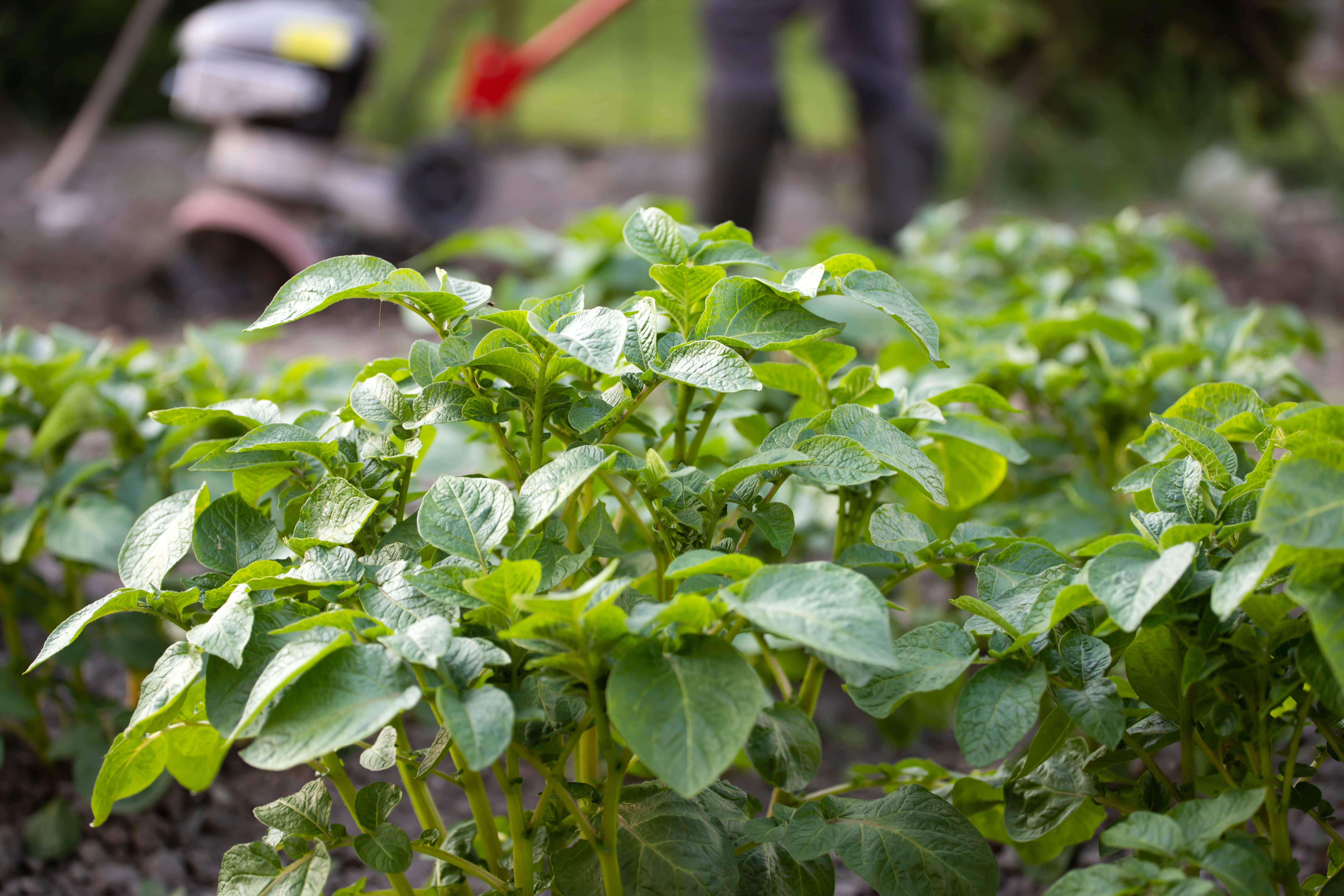 Full Guide on Best and Worst Potato Companion Plants